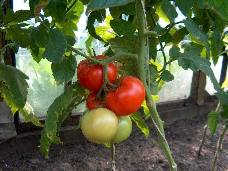 Tomato Integrated Plant Protection: టమాటలో సమగ్ర సస్యరక్షణ.!