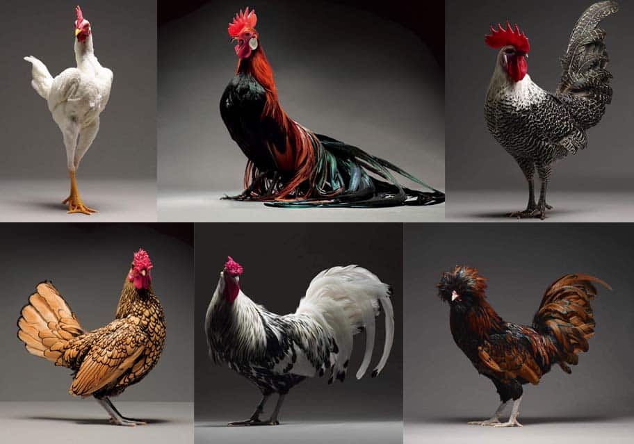 Chicken Breeds: కోళ్ల జాతులు మరియు వాటి ప్రత్యేకత