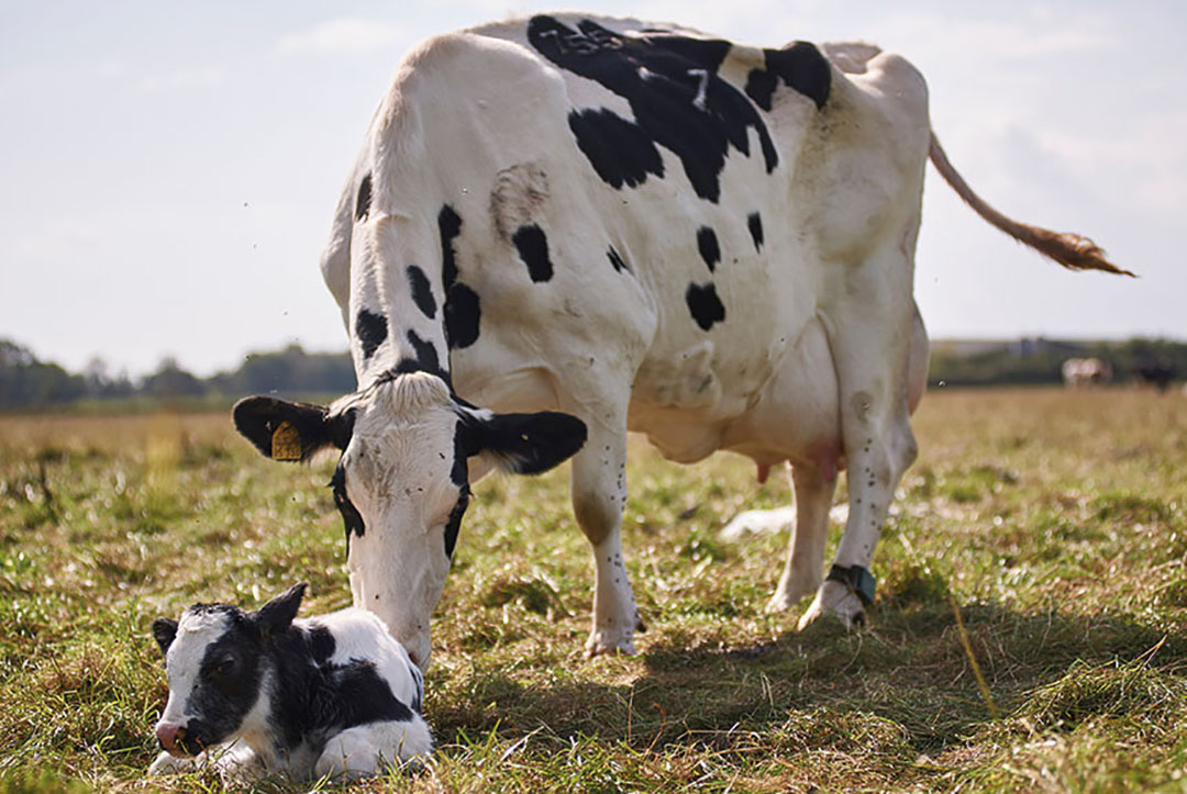 Dairy Animals: పాడి పశువుల పెంపకంలో తీసుకోవాల్సిన జాగ్రత్తలు.! - Eruvaaka