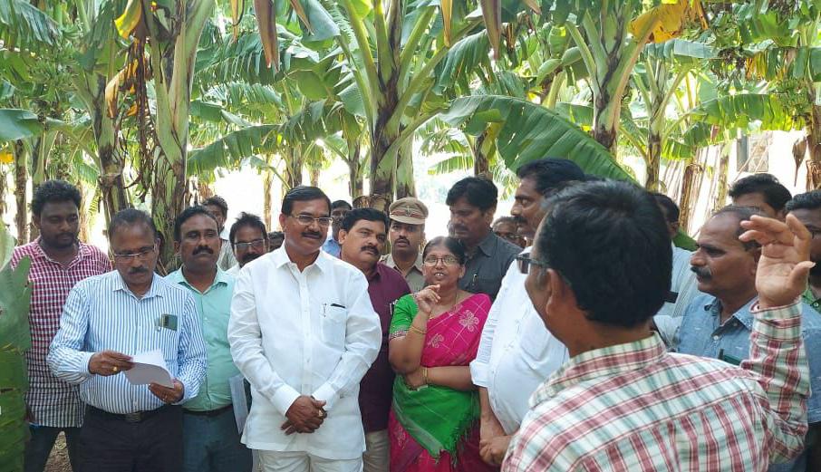 TS Agri Minister Niranjan Reddy: కొల్లిపరలోని అరటిసాగును