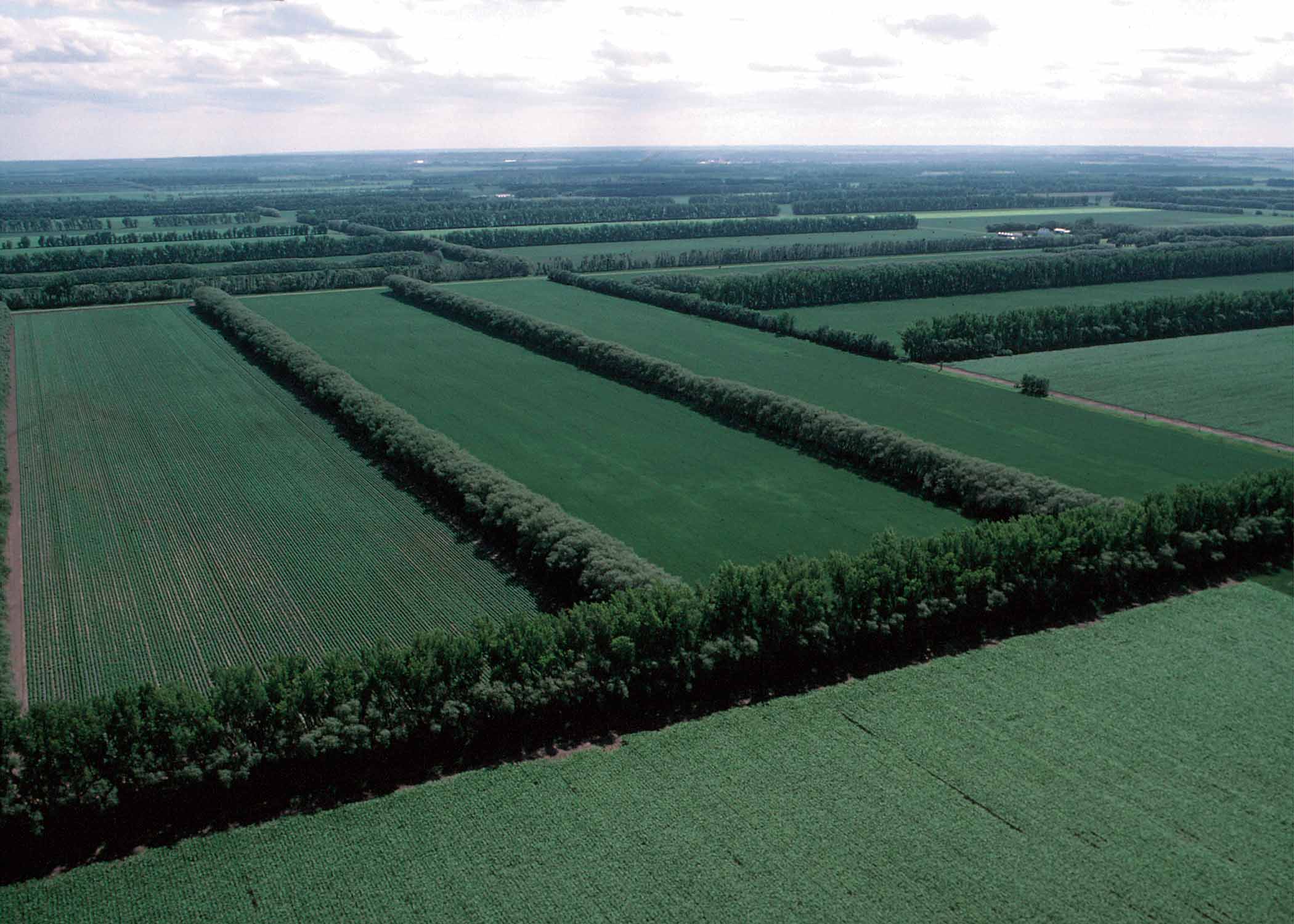 Windbreak and Shelterbelts Uses: పంటలను రక్షించే