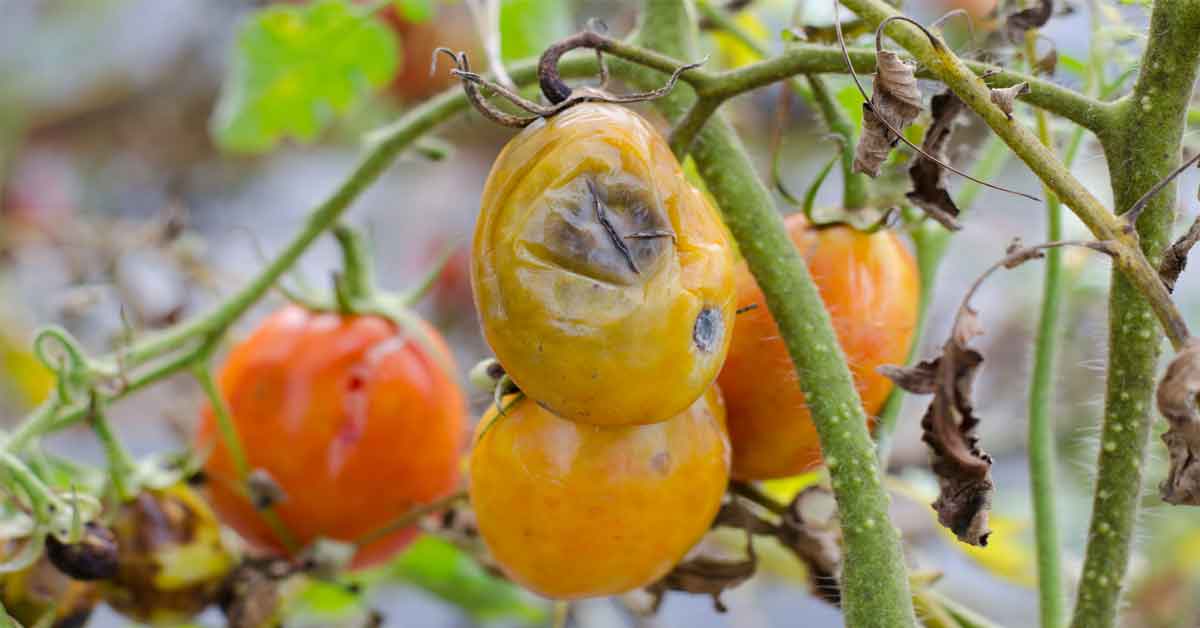 Fungal Diseases in Crops: శిలీంధ్రాలతో వచ్చే తెగుళ్లు మరియు వాటి తెగులు ...
