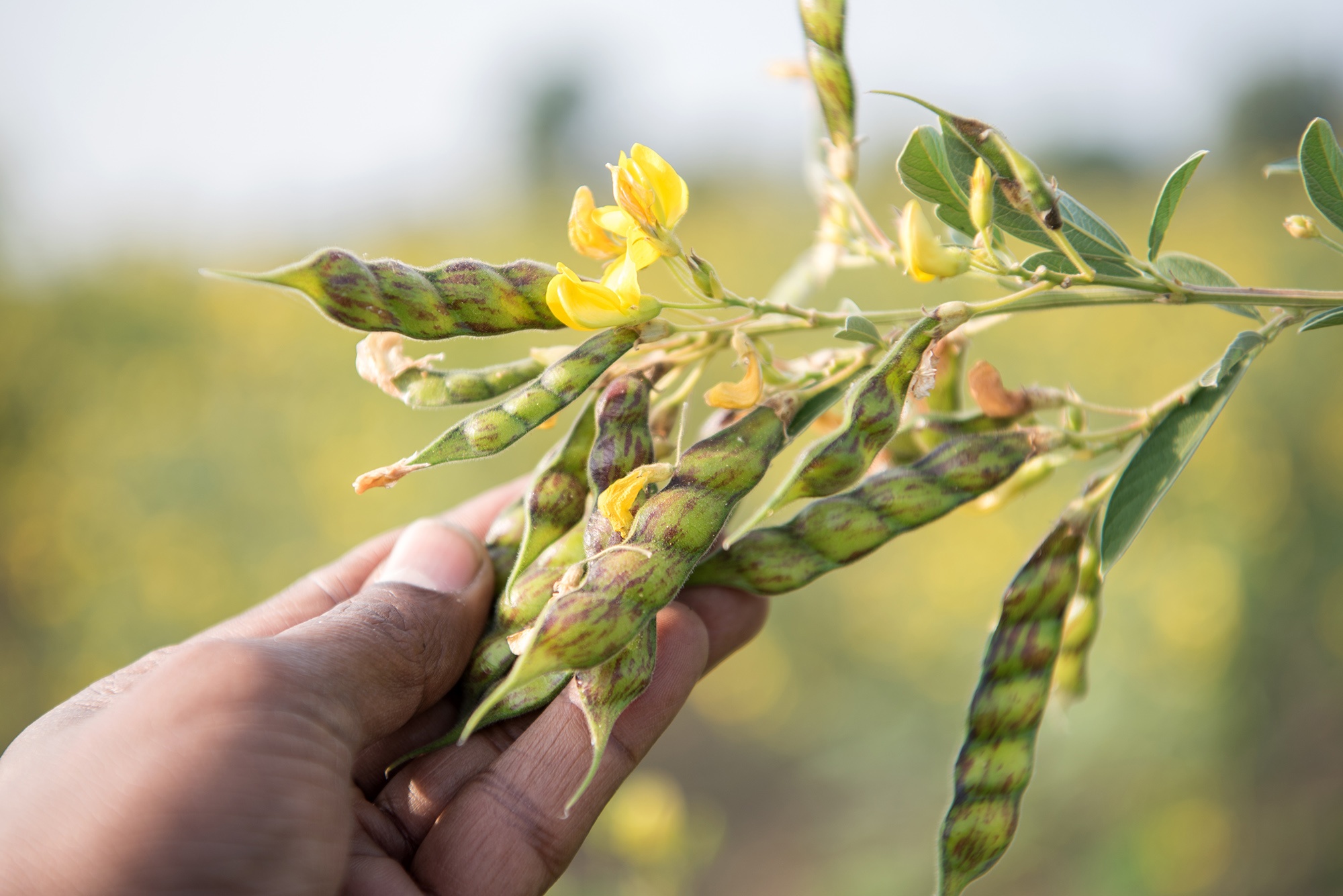 Pests in Redgram Cultivation: కంది పంటను ఆశించు పురుగులు.! - Eruvaaka