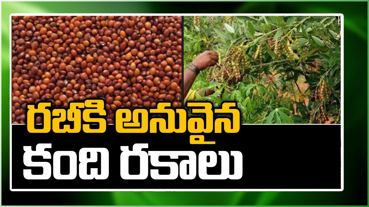 Redgram Varieties: కంది రకాలు – వాటి లక్షణాలు.! - Eruvaaka