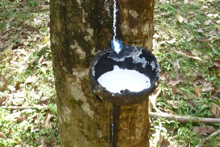Benefits of Banyan Tree Milk