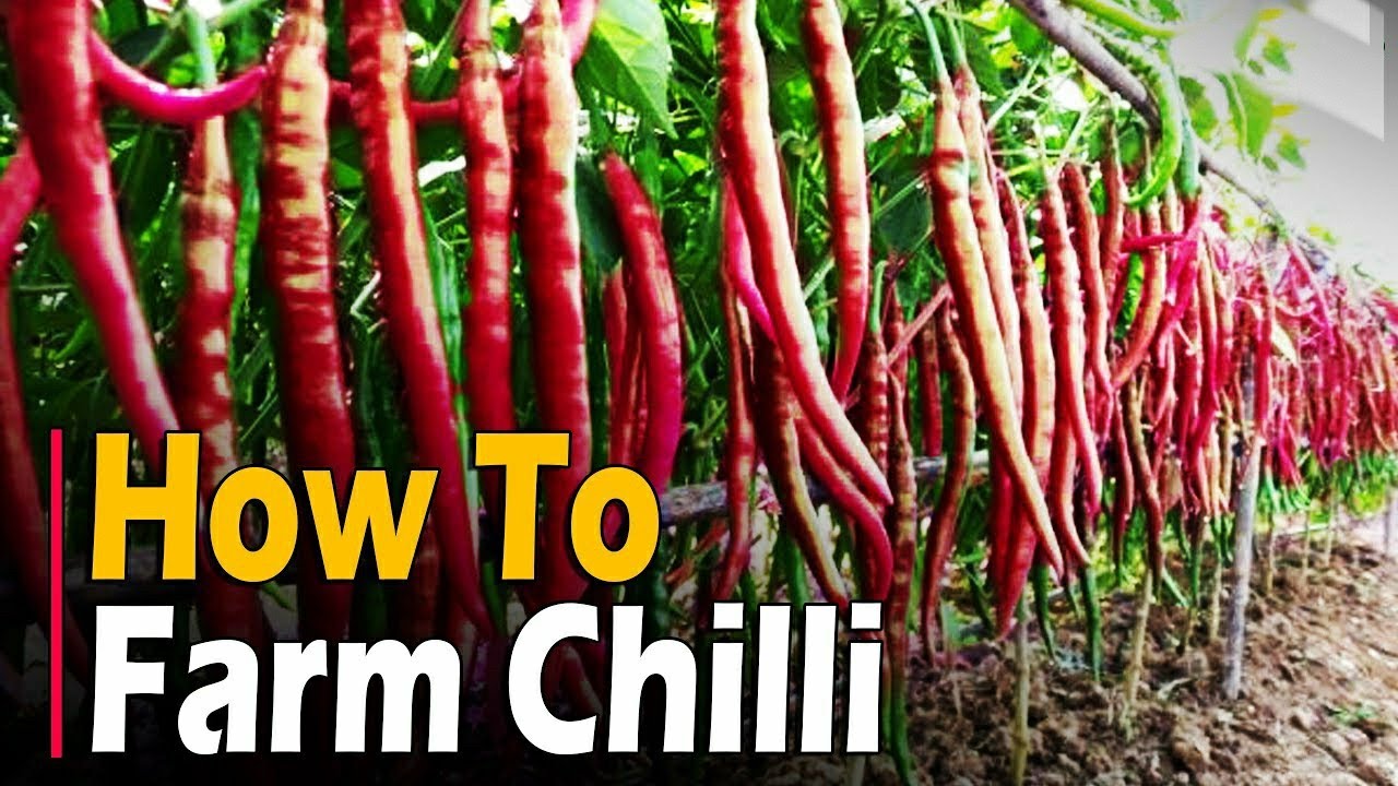 Chilli Cultivation: మిరప నాటే రైతులు తీసుకోవాల్సిన జాగ్రత్తలు.! - Eruvaaka