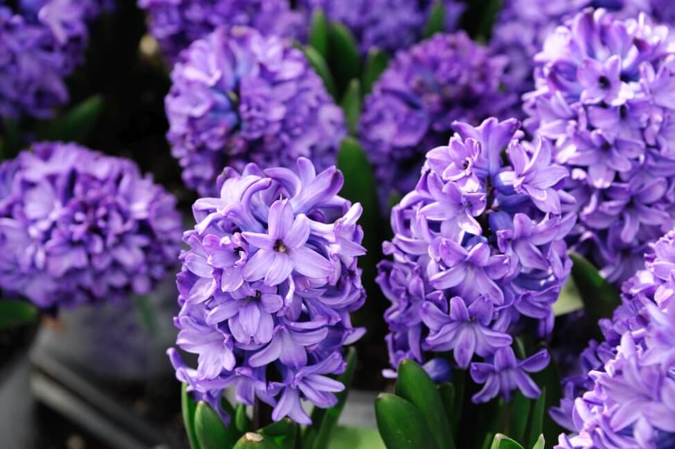 Water Hyacinth Plant: గుర్రపుడెక్క మొక్క.! - Eruvaaka