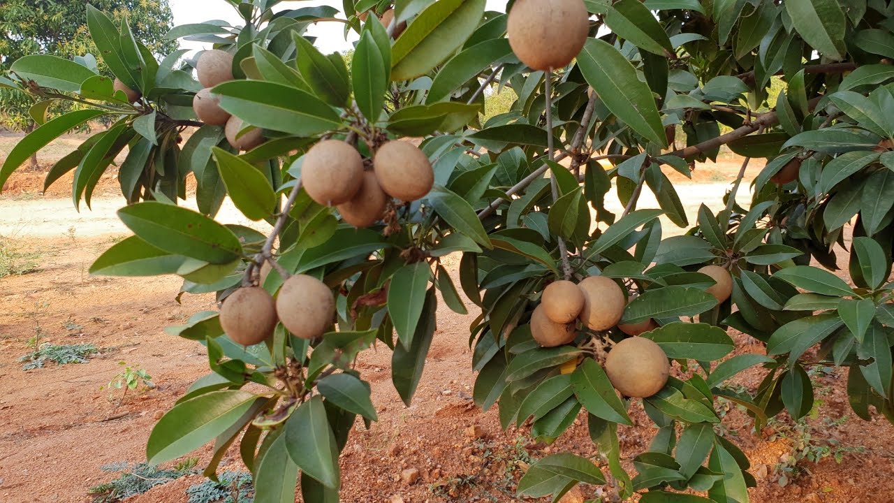 Pest Management In Sapota: సపోట పంటలో సస్యరక్షణ చర్యలు.!