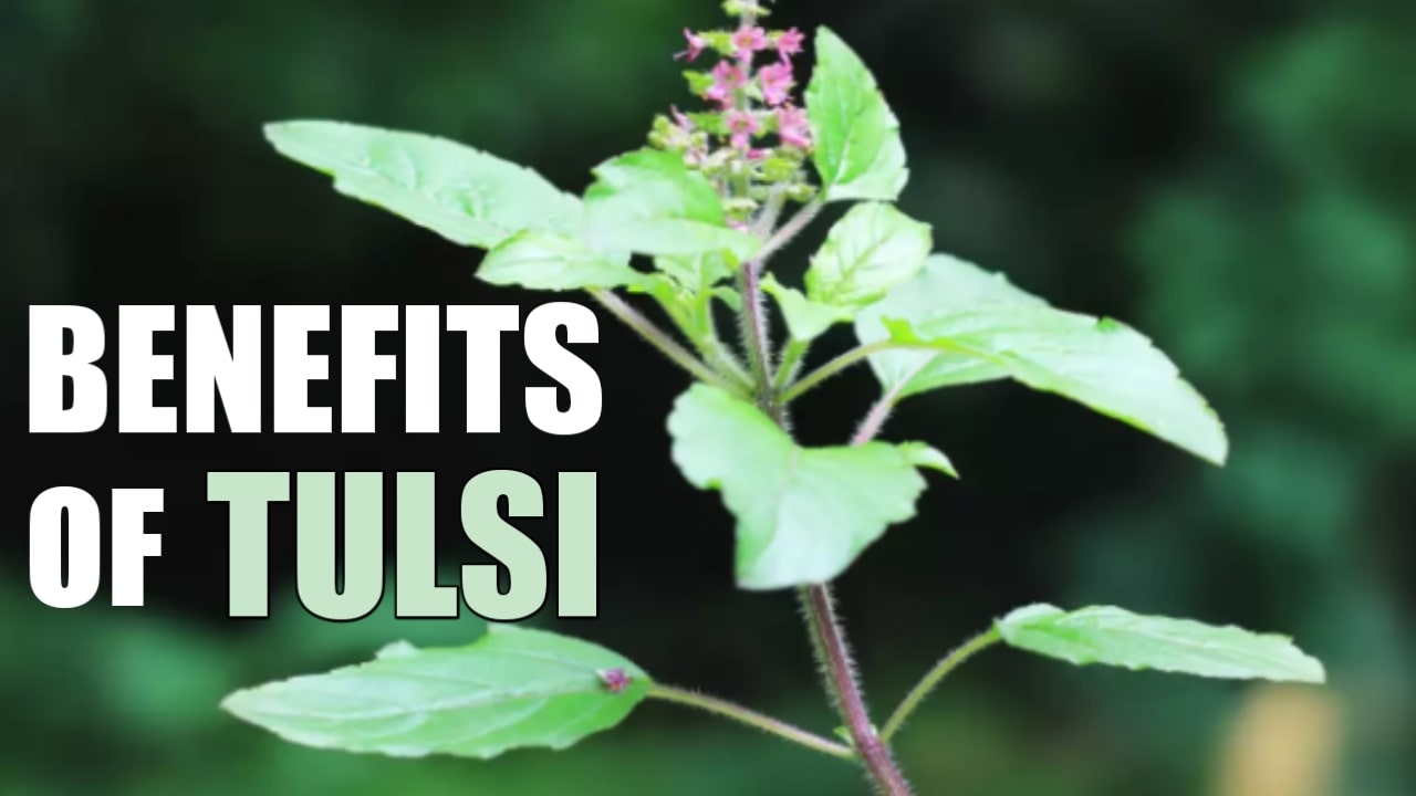 Tulsi Health Benefits: పూజకి ఉపయోగించే "తులసి మొక్క"తో పుష్కలమైన లాభాలు ...