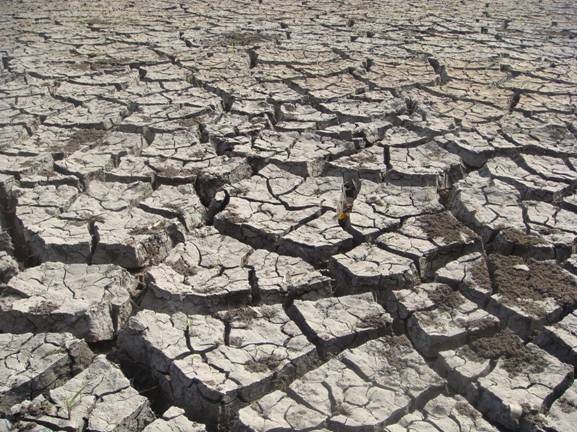 Dryland Agriculture: మెట్ట భూములను మెరుగుపరిస్తేనే లాభాలు..! - Eruvaaka