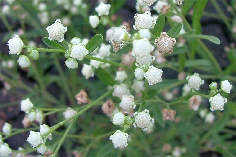 Eradication of Parthenium Weed: నిమ్మ తోటల్లో పార్థీనియం కలుపు నిర్మూలన ...