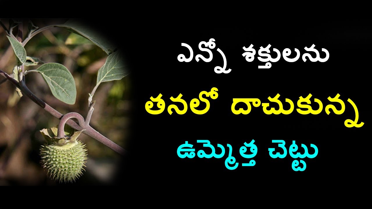 Ummetha Puvvu Health Benefits: ఉమ్మెత్త ఆరోగ్య ప్రయోజనాలు తెలిస్తే ...