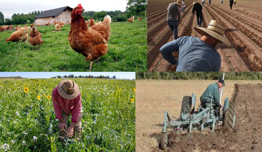 Agricultural Works: ప్రస్తుత పరిస్థితులలో చేపట్టవలసిన వ్యవసాయ పనులు ...