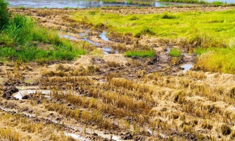 Natural Disasters on Agriculture: రైతు గోడు పట్టేదెవరికీ? ప్రకృతి ...