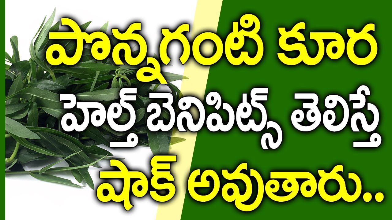 Ponnaganti leaves Health Benefits: పొన్నగంటి కూరతో పుష్కలమైన లాభాలు మీ ...