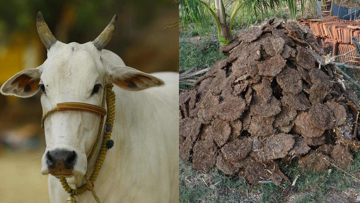Cow Dung: ఆవుపేడతో కాగితం తయారీ.! - Eruvaaka