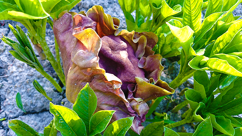 Elephant Foot Yam: ఈ పంటను అరటి తోటలో అంతర పంటగా