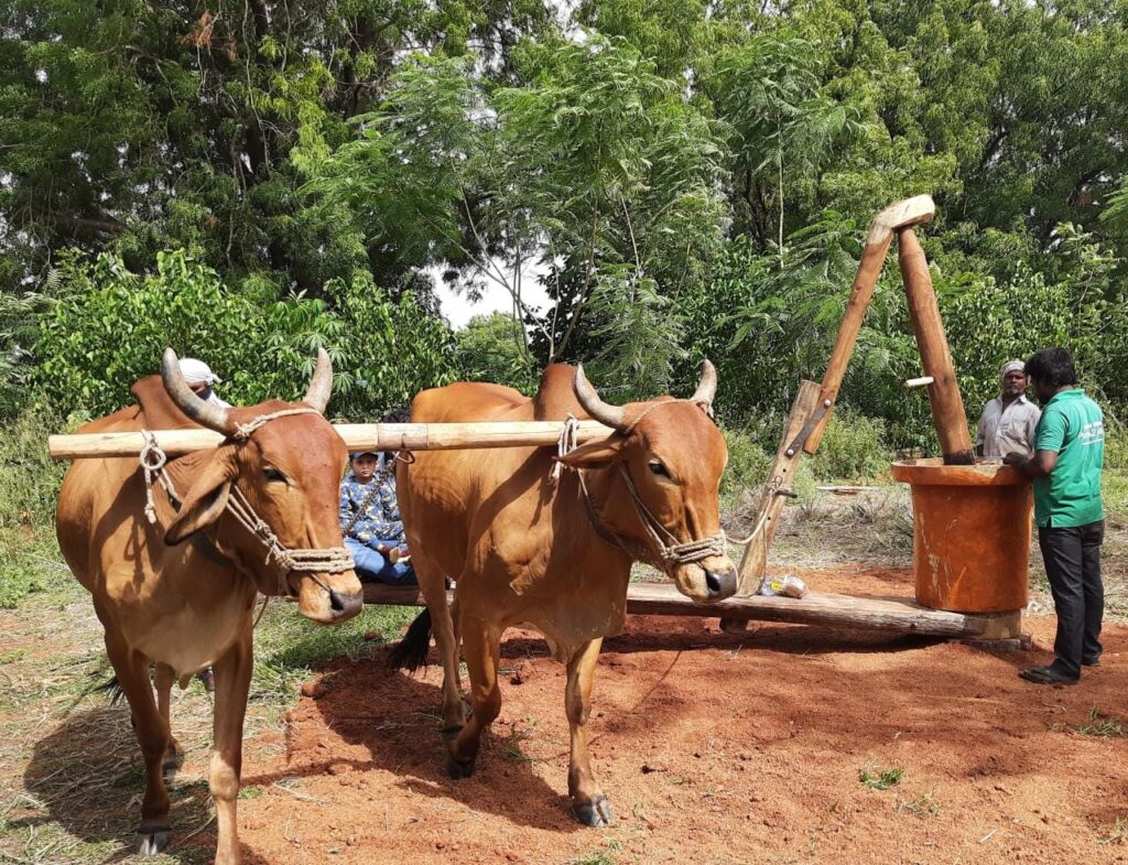 Bull Driven Oil Business: ఎద్దు గానుగల ద్వారా రైతులకి మంచి లాభాలు ...