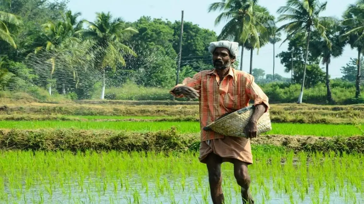 Distribution Paddy Farming: రైతులు వరి విత్తనాలు ఇలా నాటుకోవడం ద్వారా ...