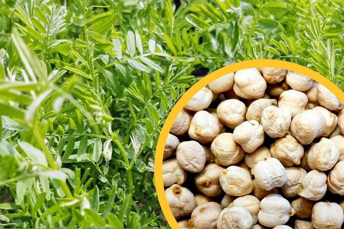 Pulses Cultivation Management: అపరాలలో సస్యరక్షణ.! - Eruvaaka