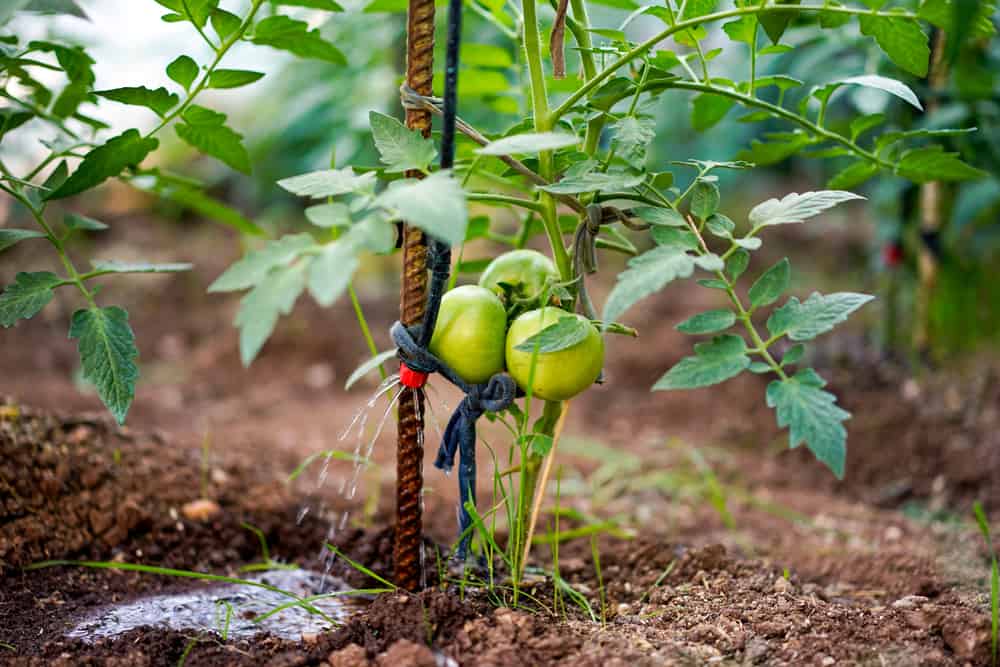 Tomato Staking Method:స్టేకింగ్ పద్దతిలో టమాటా సాగు ఎలా చేయాలి ...