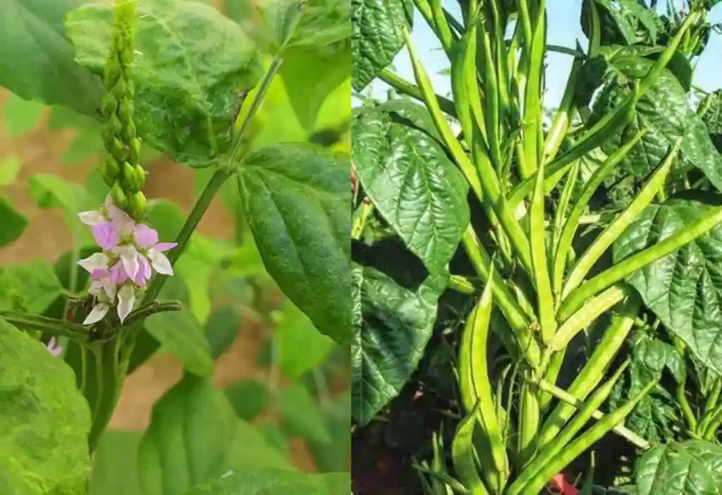 Cluster Beans: గోరుచిక్కుడు ని ఏ నెలలో పండిస్తే ఎక్కువ లాభాలు వస్తాయి ...