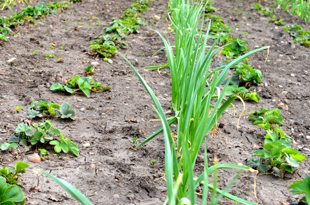 Intercropping Onion: రెండు ఋతువులు మధ్య అంతర పంటగా ఉల్లి సాగు.! - Eruvaaka