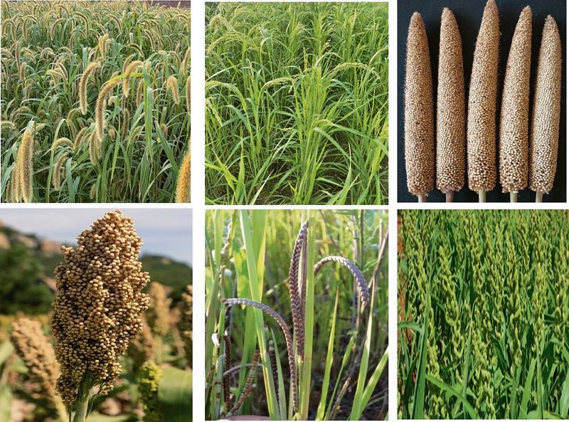 Millets Cultivation: వర్షాధార పంటగా చిరుధాన్యాలు సాగు.! - Eruvaaka