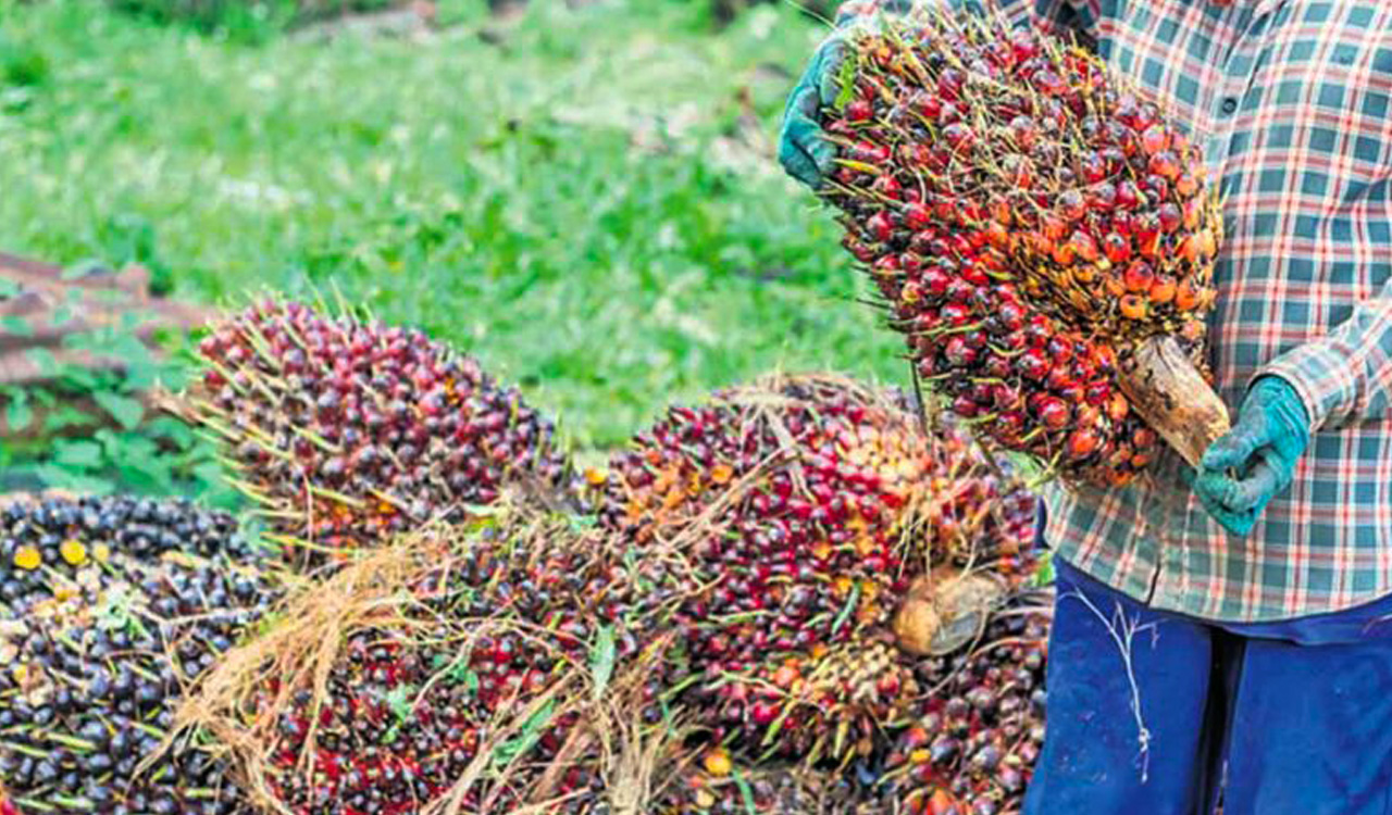 Oil Palm Cultivation: తెలంగాణలో ఆయిల్‌పామ్ సాగు భళా.! - Eruvaaka