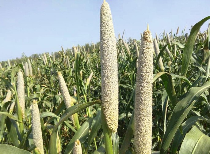 Pearl Millet Seed Production: సజ్జ విత్తనోత్పత్తిలో ఎలాంటి మెళకువలు ...
