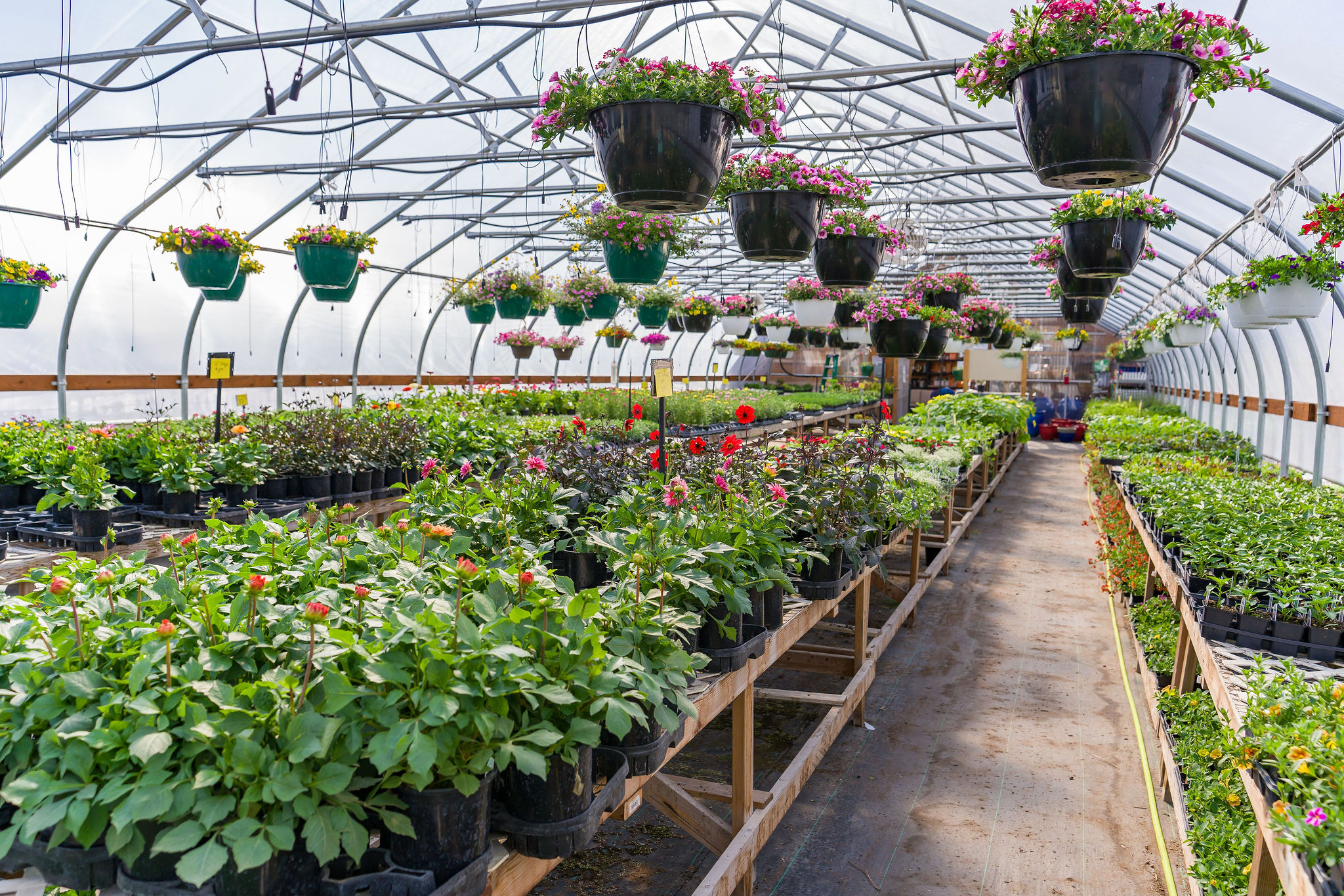 Plant Nursery: అన్ని మొక్కలు లభించే చోటు నర్సరీ.! - Eruvaaka