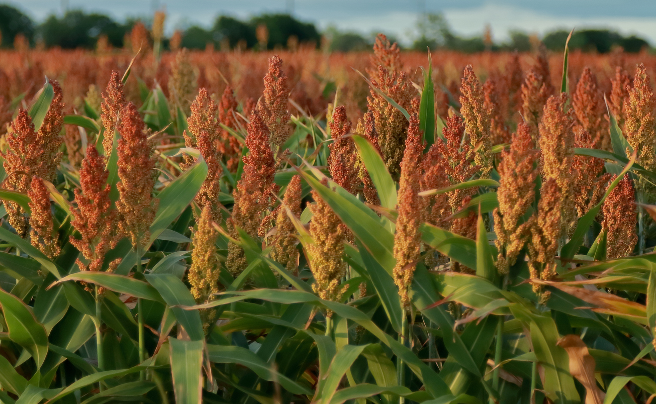 Red Sorghum Cultivation: ఈ పంటని ఖరీఫ్, రబీ రెండు కాలాలలో పండిస్తూ ...